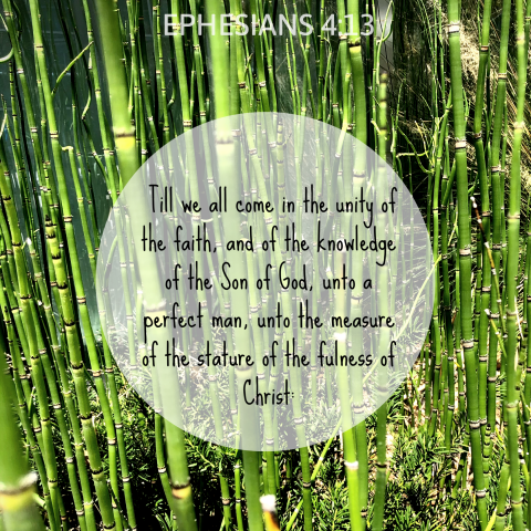 Ephesians Bible Study - Teleios, Inc.